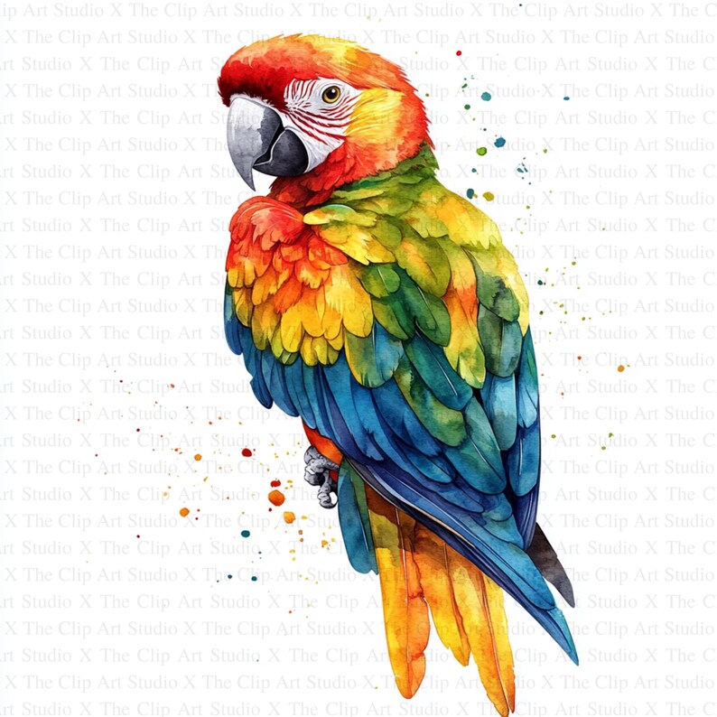 Colorful Parrot Clipart 10 High Quality Jpgs Digital Download Parrot ...
