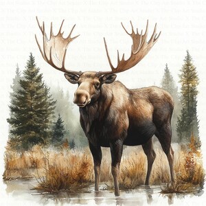 Moose Drawing Clipart | 10 High Quality Jpgs | Digital Download ...