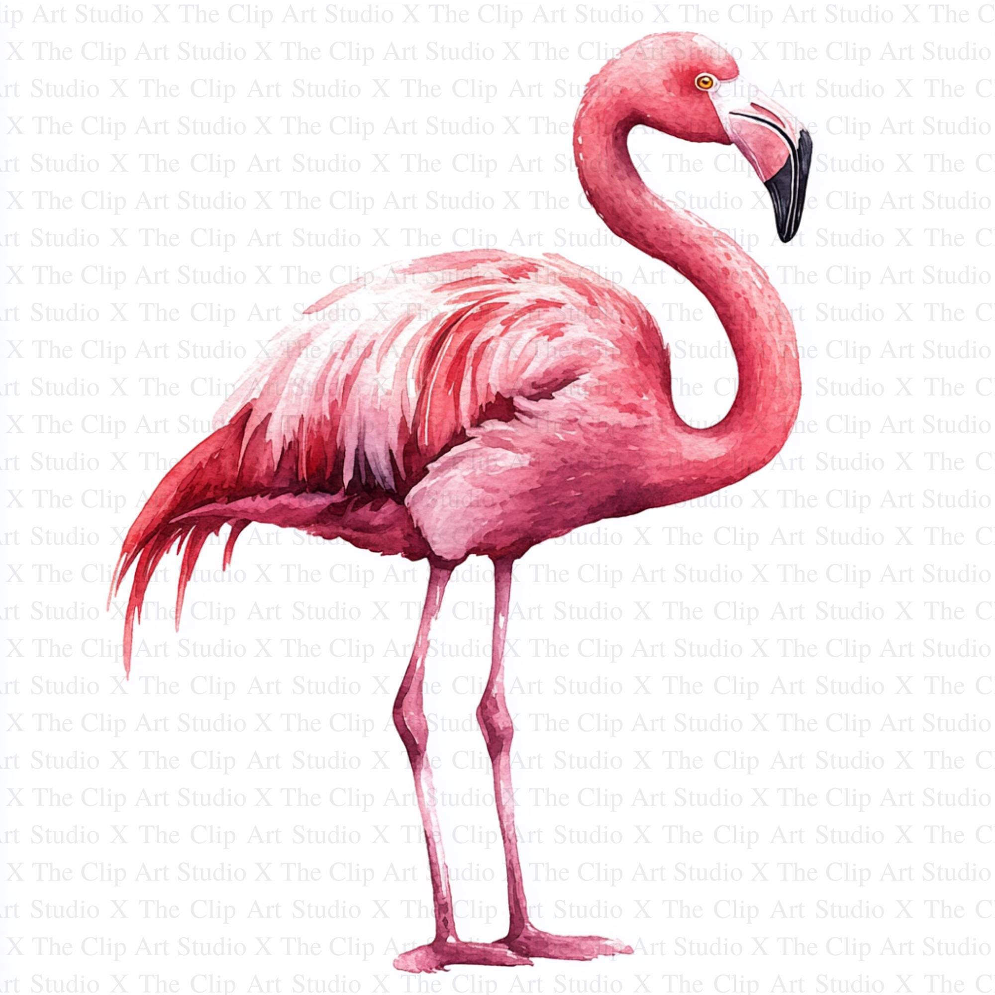 Flamingo Clipart 10 High Quality Jpgs Digital Download Card Making Clip ...
