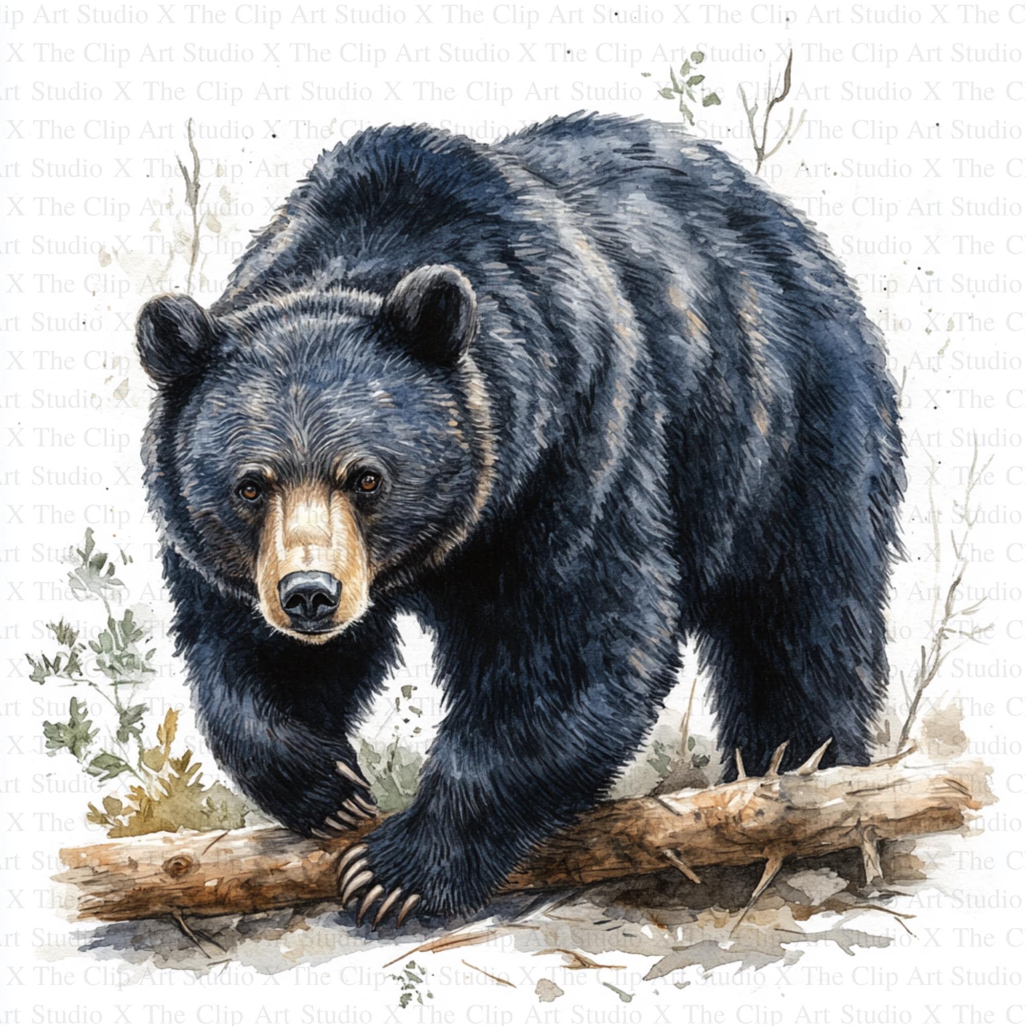 Watercolor Black Bear Clipart 10 High Quality Jpgs Digital Download ...