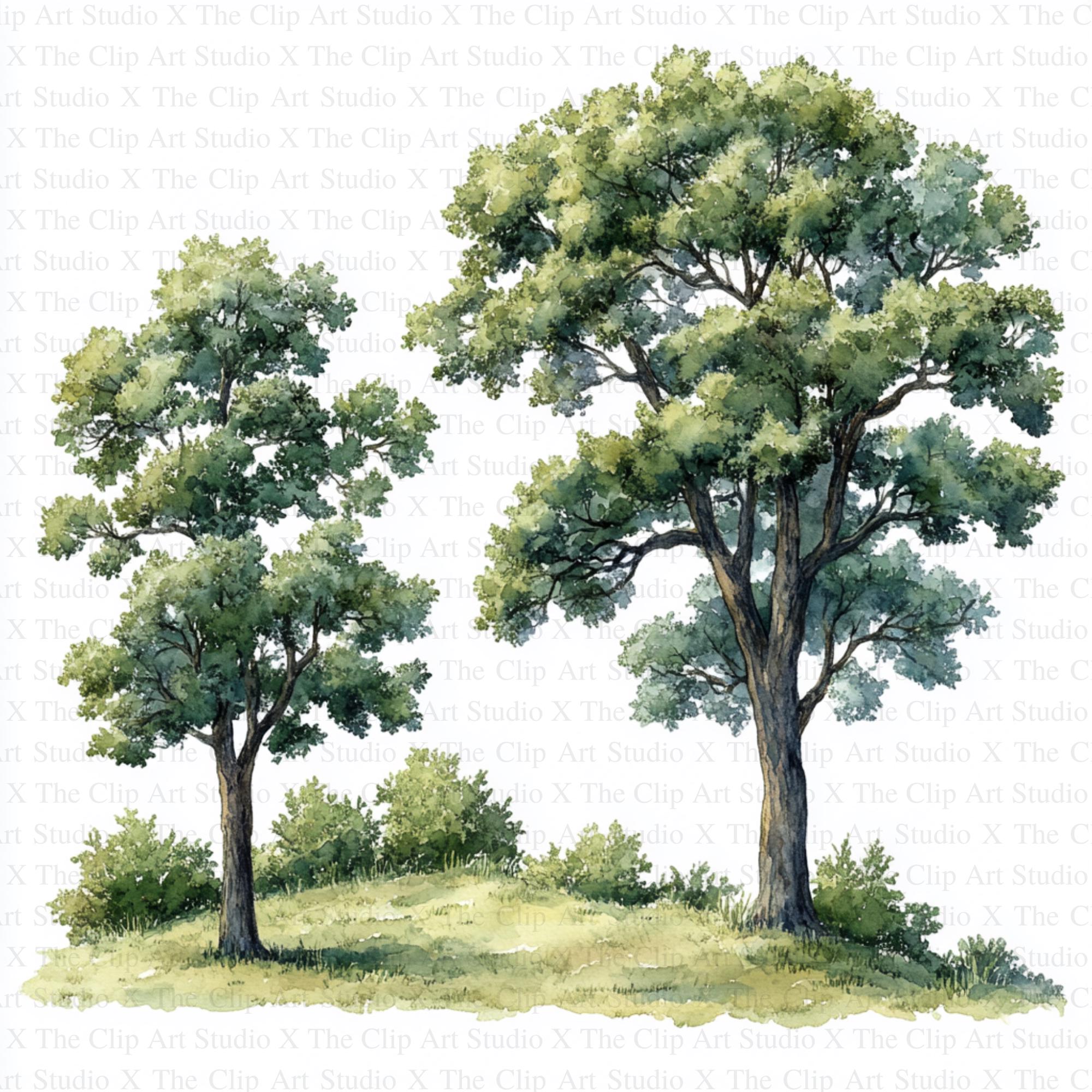 Oak Trees Clipart 10 High Quality Jpgs Digital Download Card Making ...