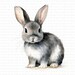 Bunny Black White Clipart | 10 High Quality Jpgs | Digital Download ...