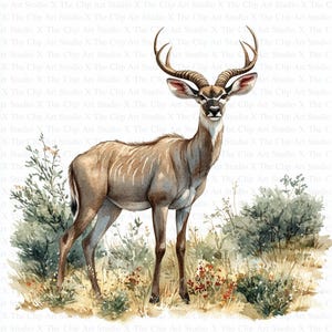 Great Kudu Clipart | 10 High Quality Jpgs | Instant Digital Download ...