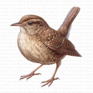 Wren Clipart | 10 High Quality Jpgs | Digital Download | Nursery Art ...
