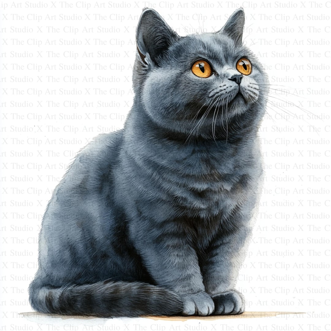 British Shorthair Cats Clipart | 10 High Quality Jpgs | Digital ...