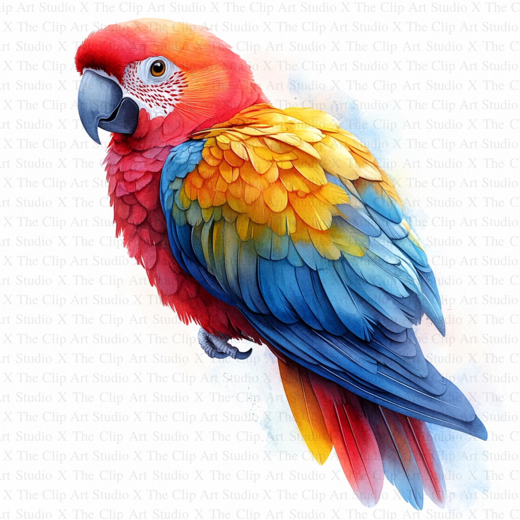 Colorful Parrot Clipart 10 High Quality Jpgs Digital Download Nursery ...