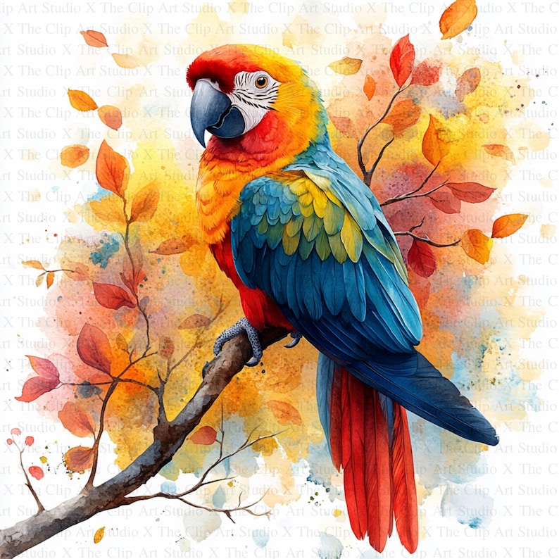 Colorful Parrot Clipart 10 High Quality Jpgs Digital Download Nursery ...