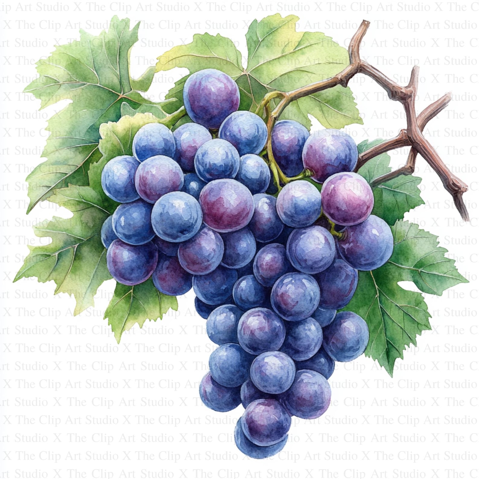 Grape Branches Clipart | 10 High Quality Jpgs | Digital Download | Card ...