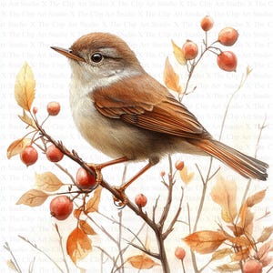 Wren Clipart | 10 High Quality Jpgs | Digital Download | Card Making ...