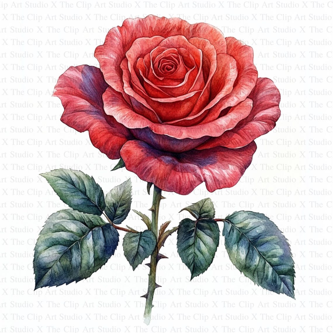 Watercolor Red Rose Clipart | 10 High Quality Jpgs | Digital Download ...