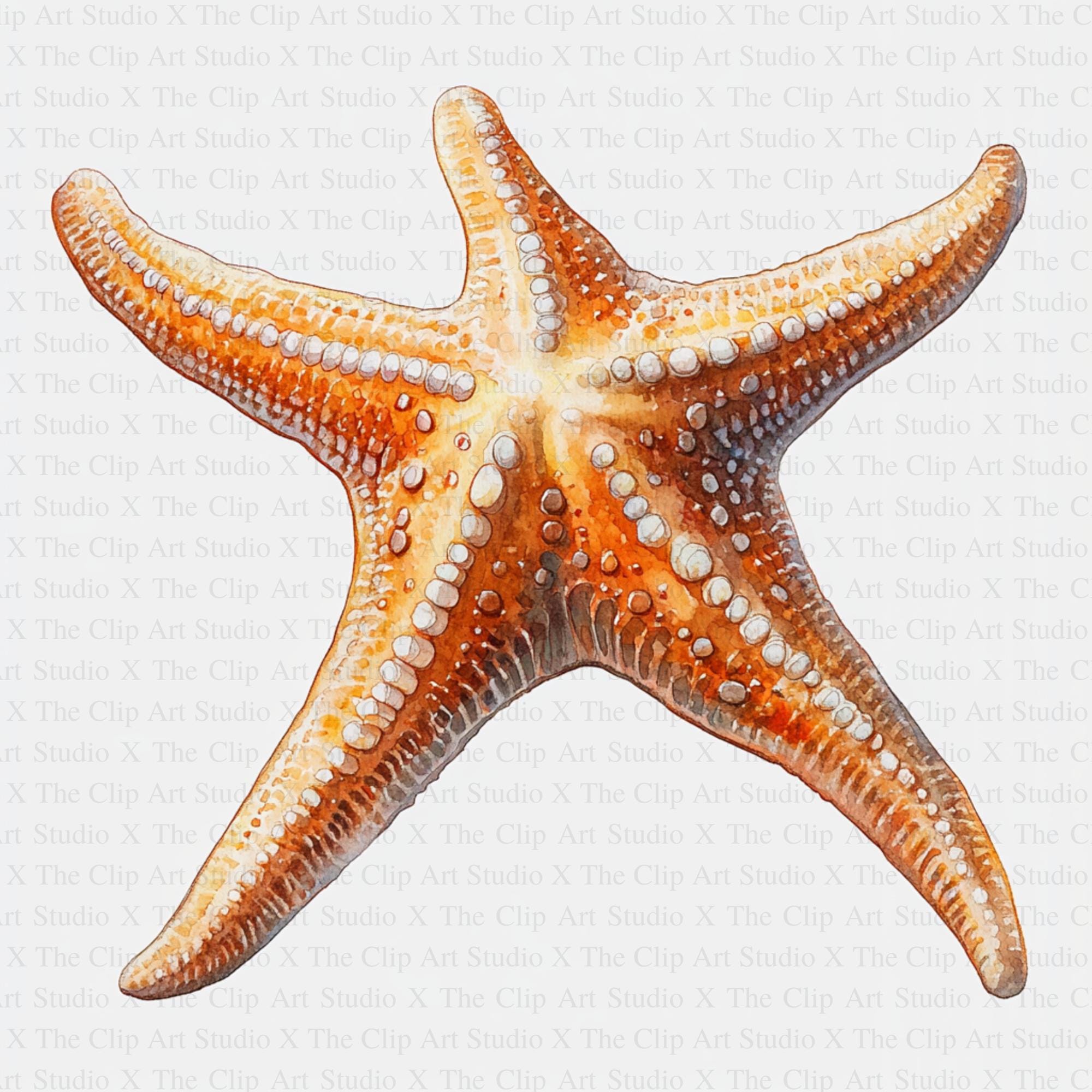 Starfish Clipart | 10 High Quality Jpgs | Digital Download | Nursery ...
