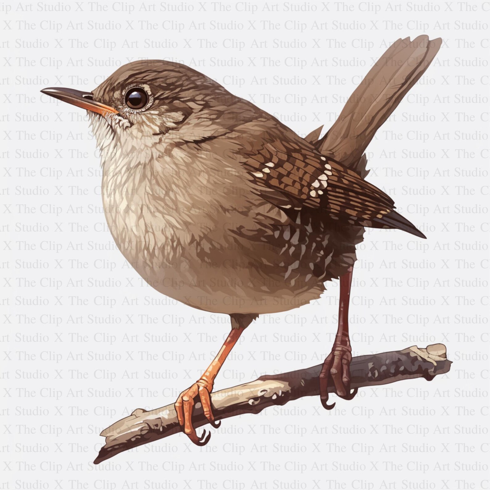 Wren Clipart | 10 High Quality Jpgs | Digital Download | Nursery Art ...