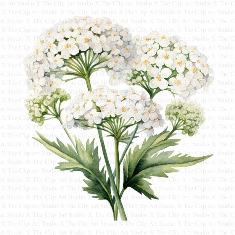 Yarrow Clipart | 10 High Quality Jpgs | Digital Download | Card Making ...