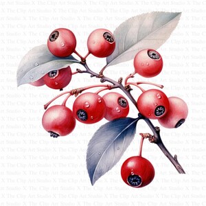 Winter Berries Clipart | 10 High Quality Jpgs | Digital Download | Clip ...