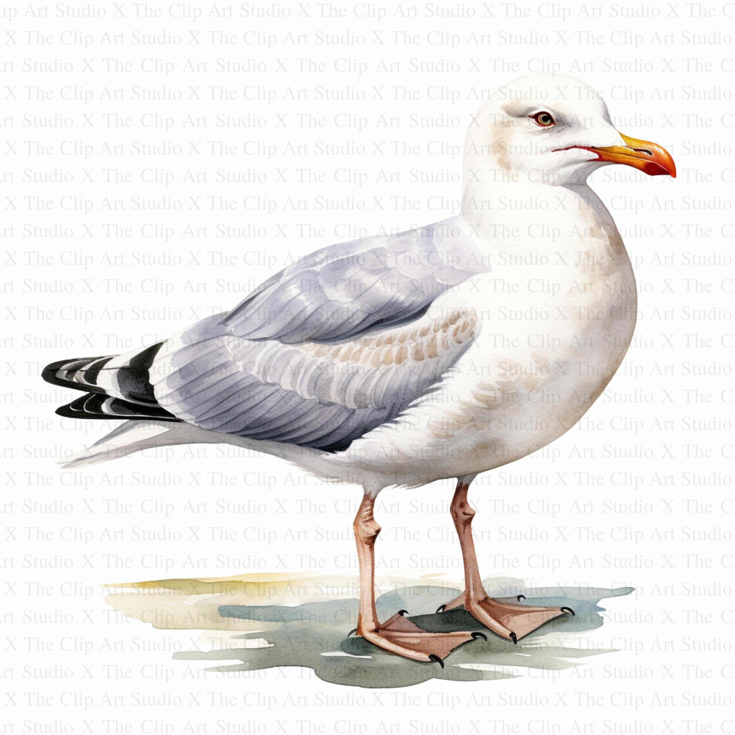 Seagull Clipart | 10 High Quality Jpgs | Digital Download | Junk ...