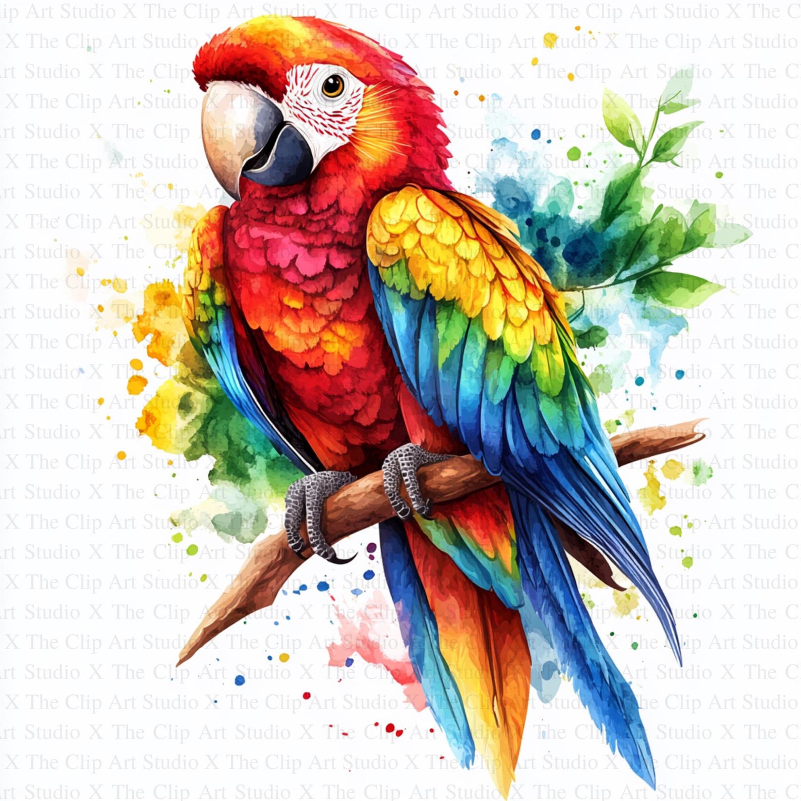 Colorful Parrot Clipart 10 High Quality Jpgs Digital Download Parrot ...
