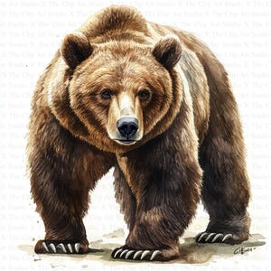 Grizzly Bear Clipart | 10 High Quality Jpgs | Digital Download | Card ...