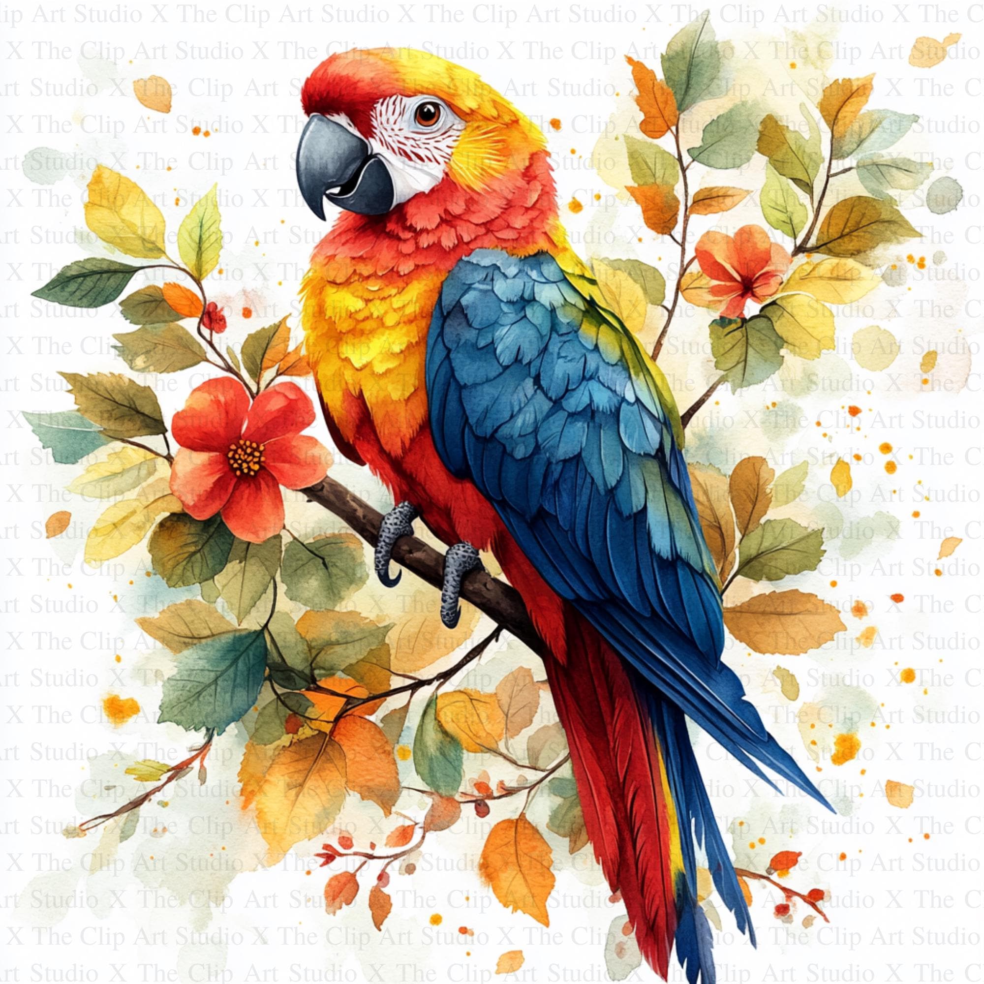 Colorful Parrot Clipart 10 High Quality Jpgs Digital Download Nursery ...