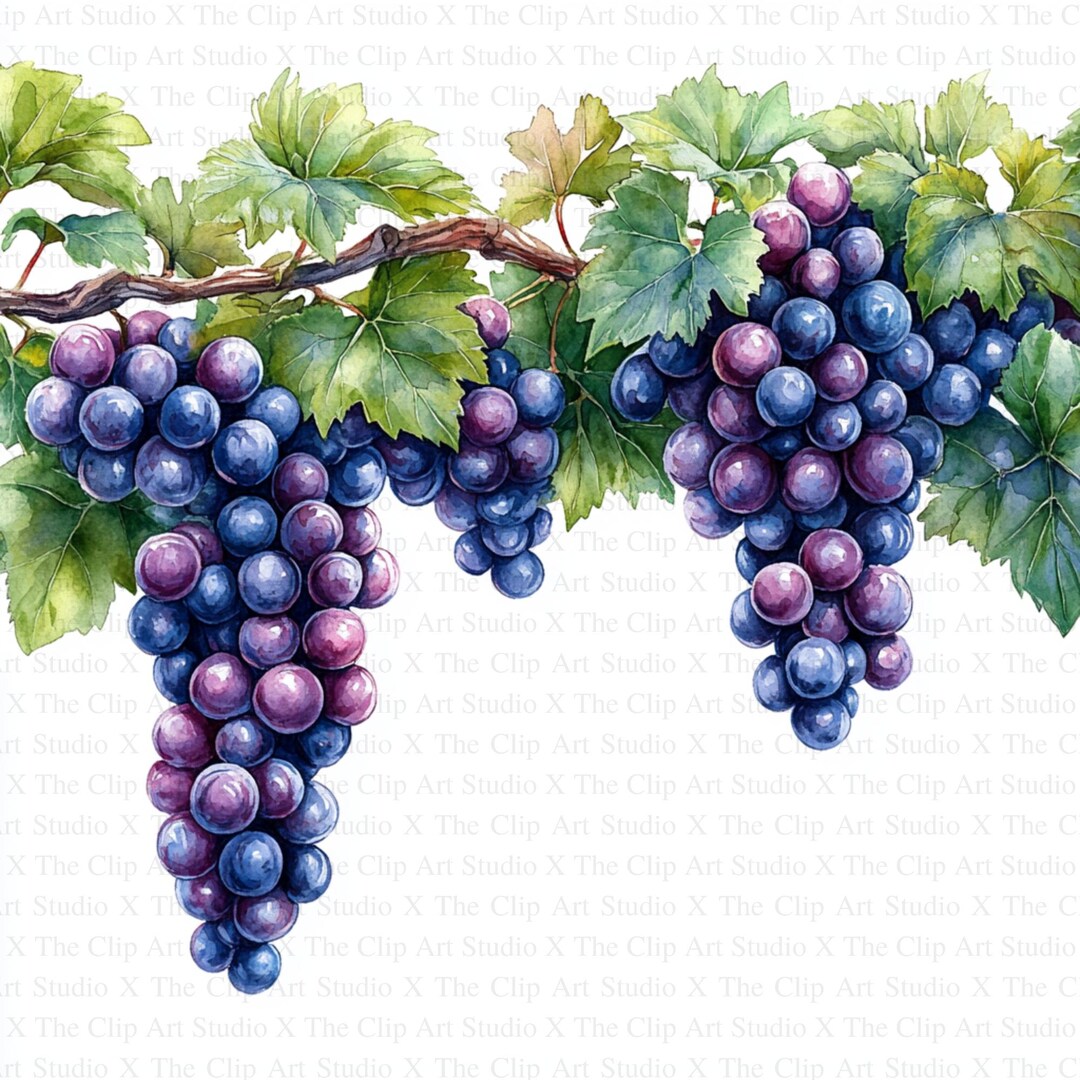 Grape Branches Clipart | 10 High Quality Jpgs | Digital Download | Card ...