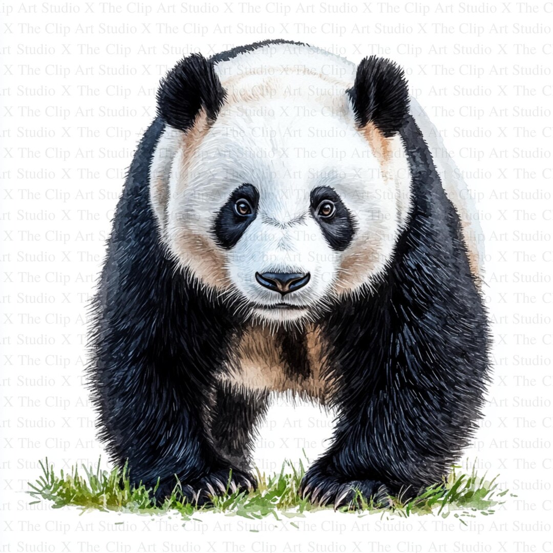 Panda Clipart | 10 High Quality Jpgs | Digital Download | Printable ...