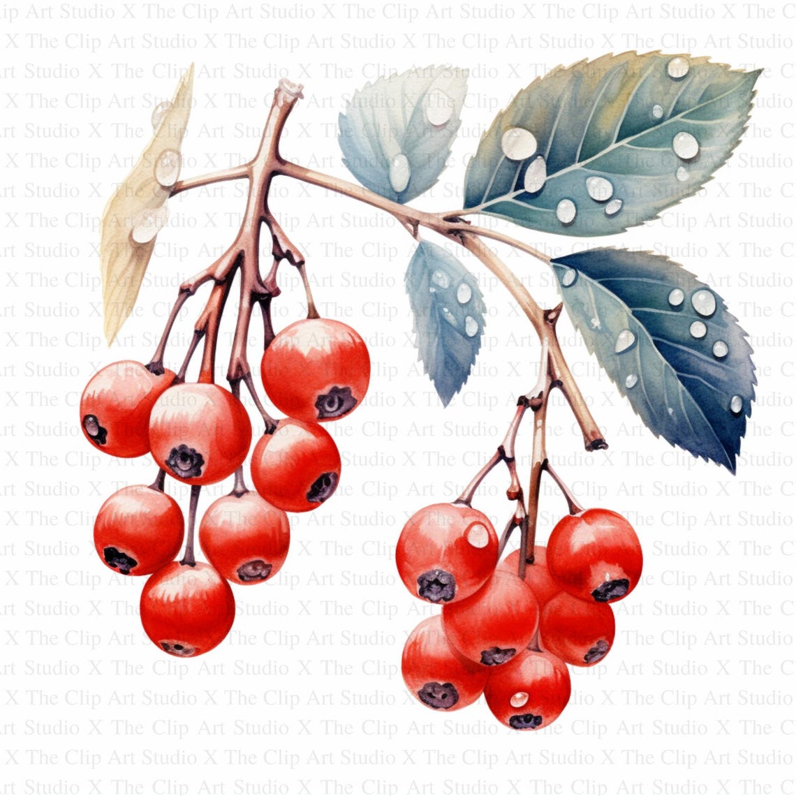 Winter Berries Clipart | 10 High Quality Jpgs | Digital Download | Card ...