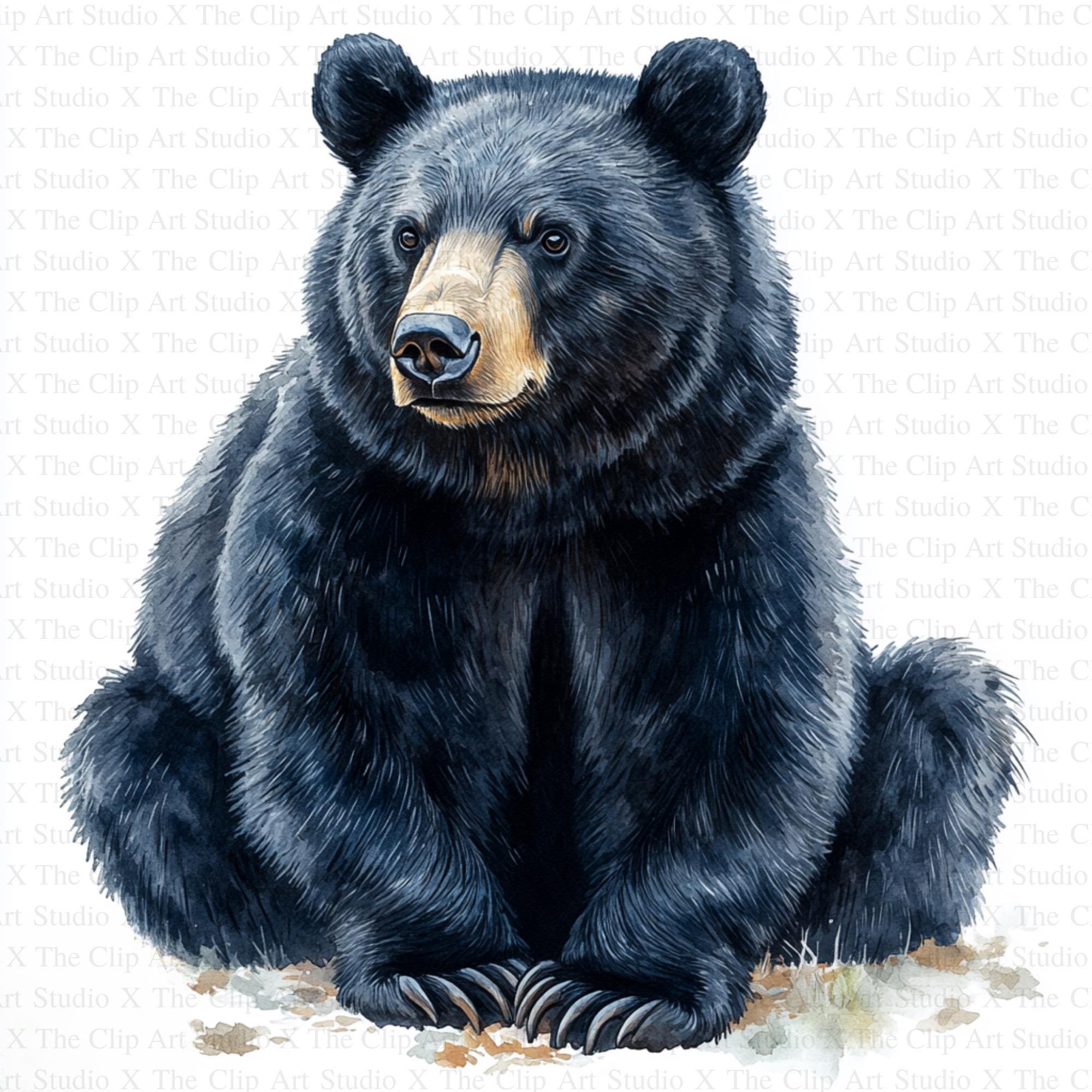 Watercolor Black Bear Clipart 10 High Quality Jpgs Digital Download ...