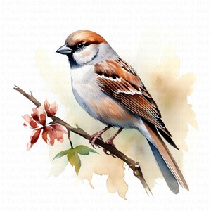 Sparrow Clipart | 10 High Quality Jpgs | Digital Download | Digital ...