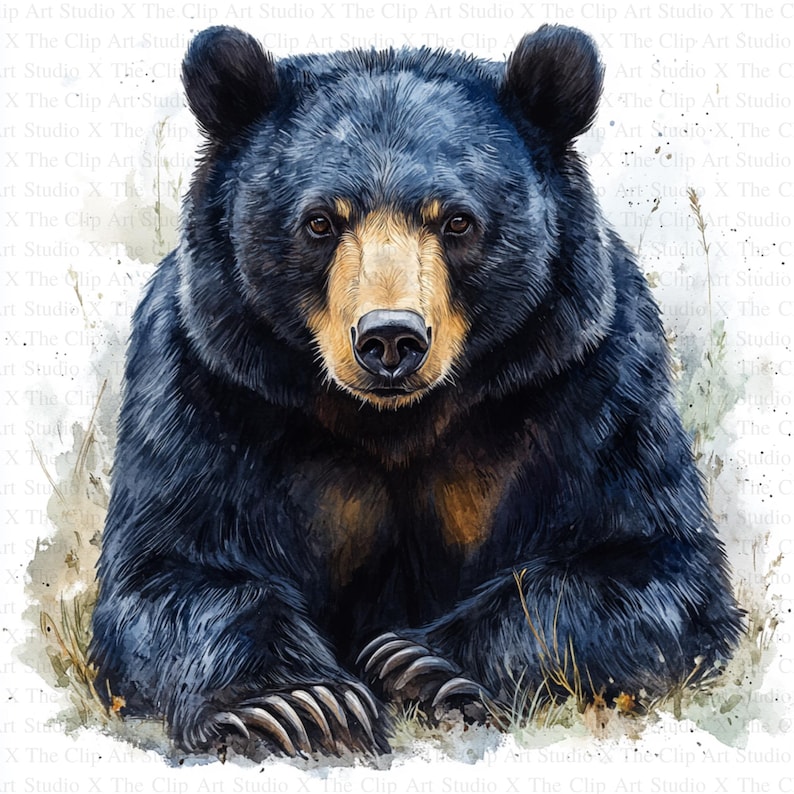 Watercolor Black Bear Clipart 10 High Quality Jpgs Digital Download ...