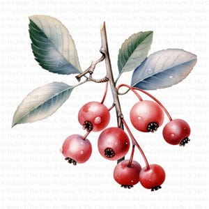 Winter Berries Clipart | 10 High Quality Jpgs | Digital Download | Clip ...