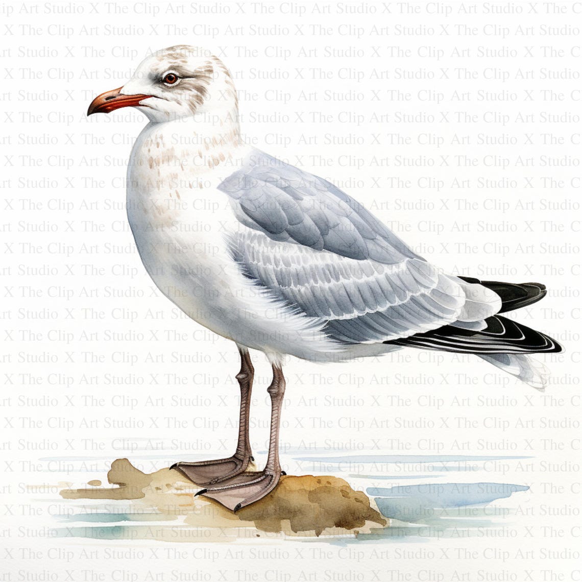 Seagull Clipart | 10 High Quality Jpgs | Digital Download | Junk ...