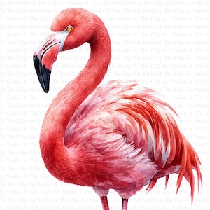 Flamingo Clipart | 10 High Quality Jpgs | Digital Download | Flamingo ...