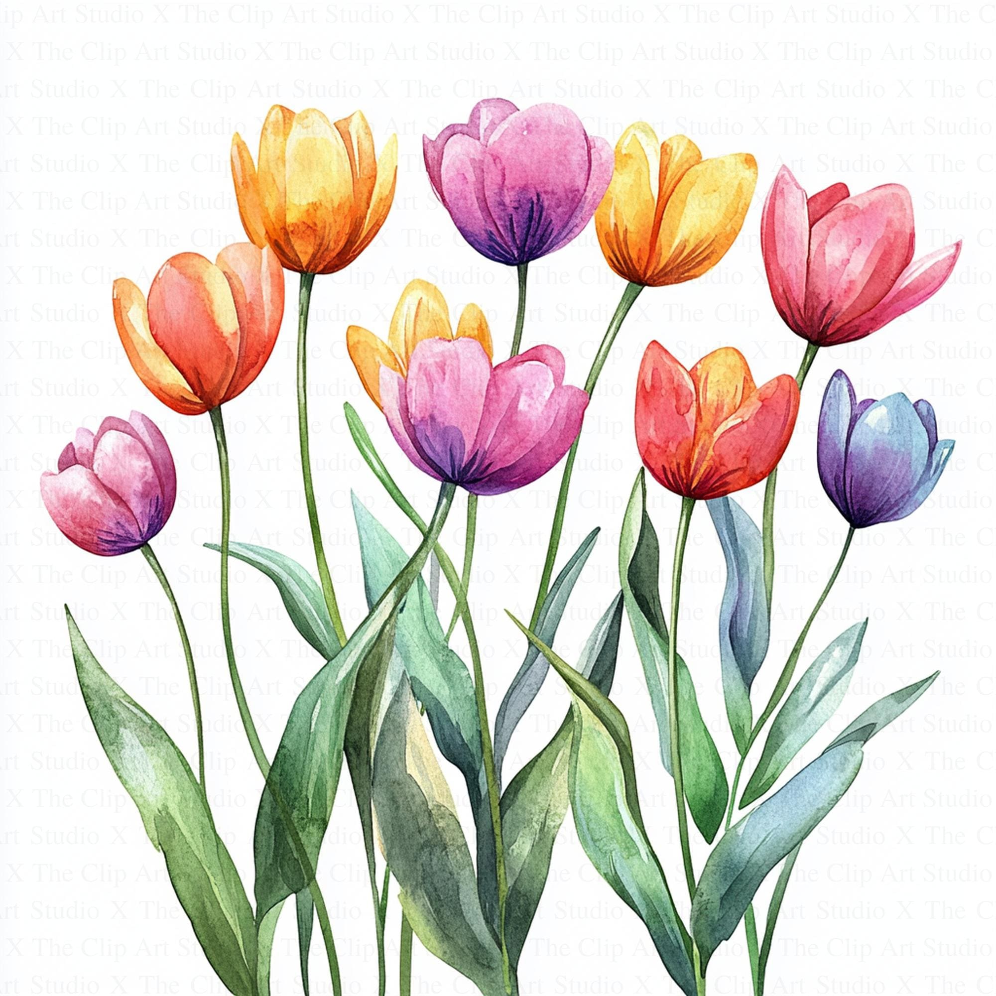 Spring Flowers Clipart 10 High Quality Pngs Digital Download Tulips ...