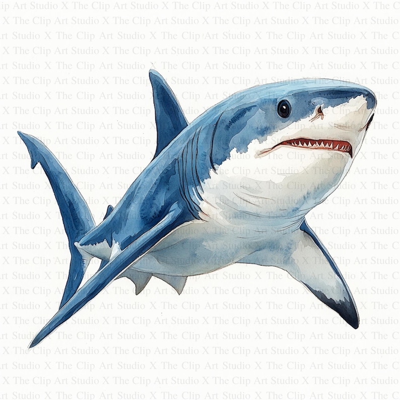 Watercolor Shark Clipart 10 High Quality Jpgs Digital Download Card ...