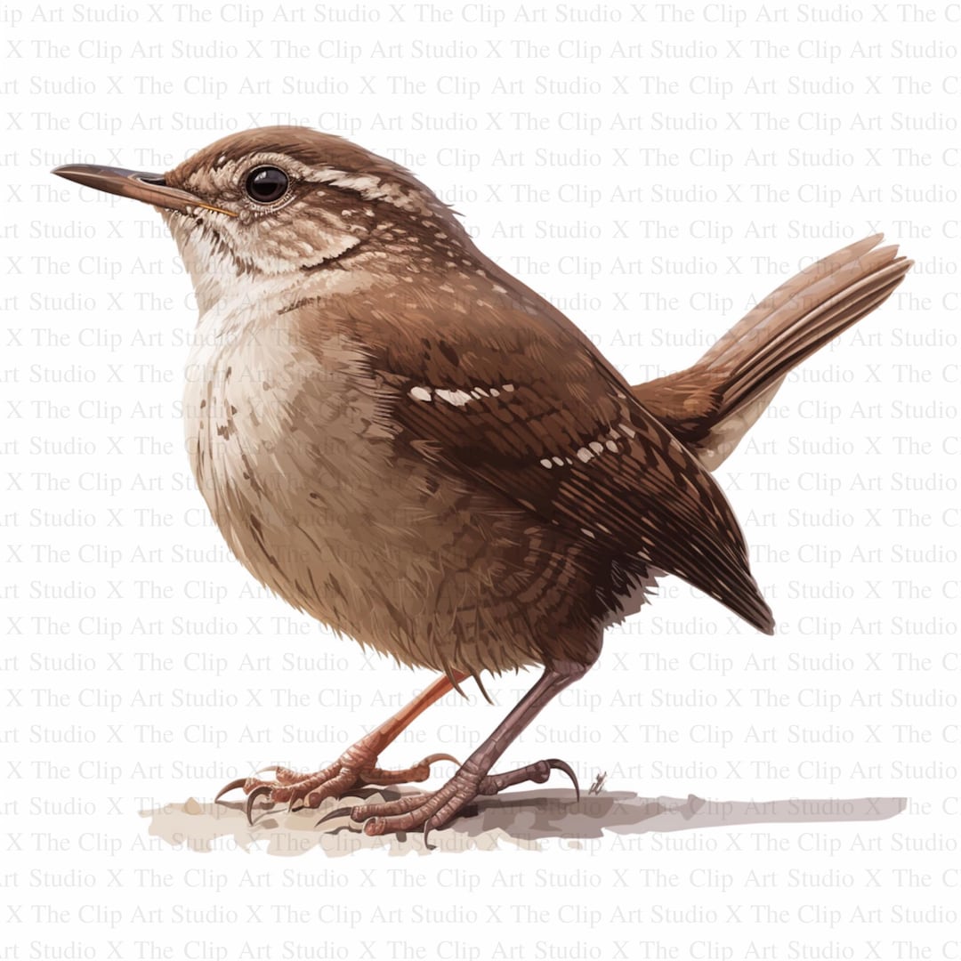 Wren Clipart | 10 High Quality Jpgs | Digital Download | Nursery Art ...