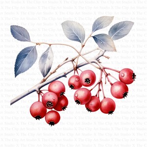 Winter Berries Clipart | 10 High Quality Jpgs | Digital Download | Clip ...