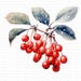 Winter Berries Clipart | 10 High Quality Jpgs | Digital Download | Card ...