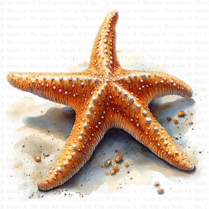 Starfish Clipart | 10 High Quality Jpgs | Digital Download | Card ...