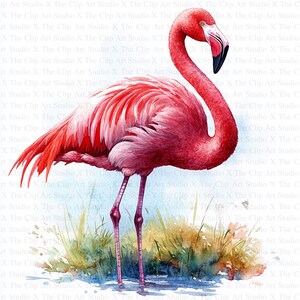 Flamingo Clipart | 10 High Quality Jpgs | Digital Download | Card ...