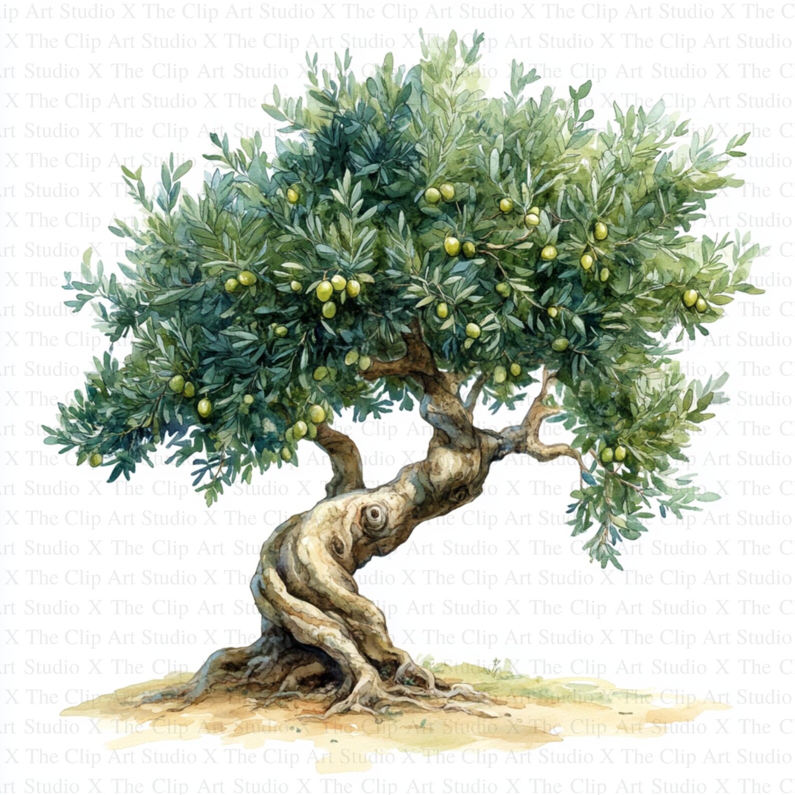 Olive Trees Clipart 10 High Quality Jpgs Digital Download Card Making ...