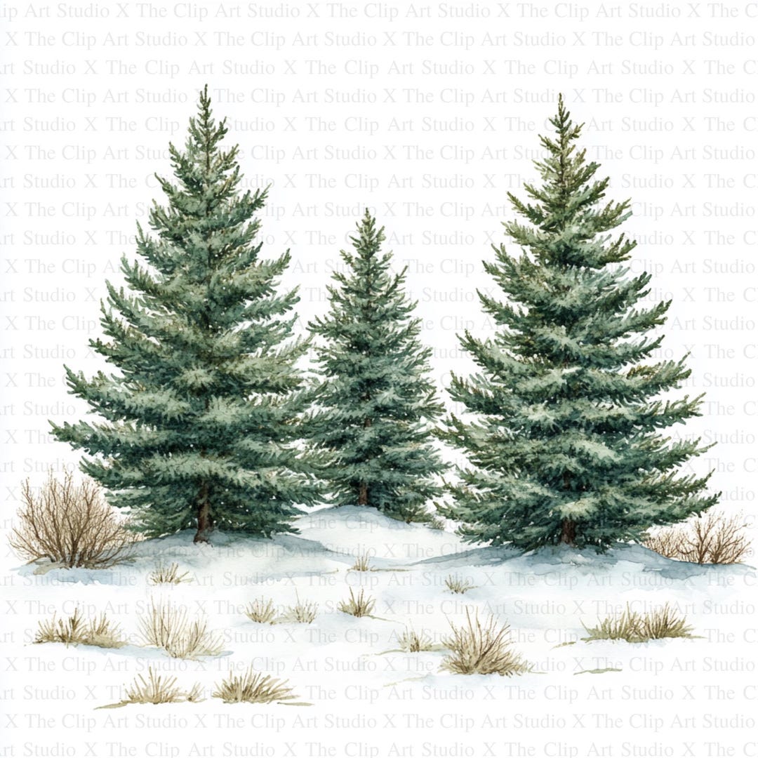 Fir Trees Clipart | 10 High Quality Jpgs | Digital Download | Botanical ...