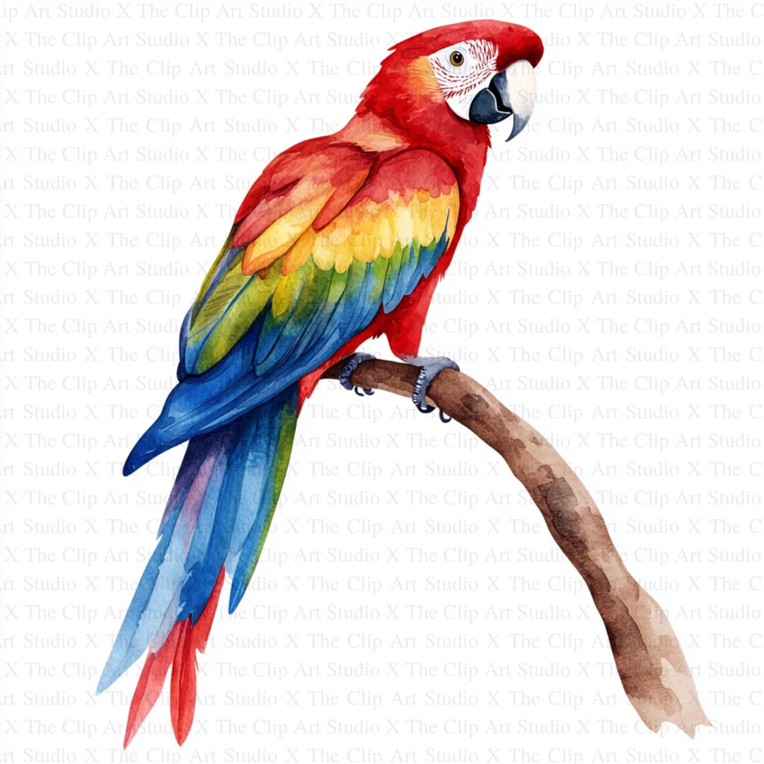 Parrot Clipart | 10 High Quality Jpgs | Instant Digital Download ...
