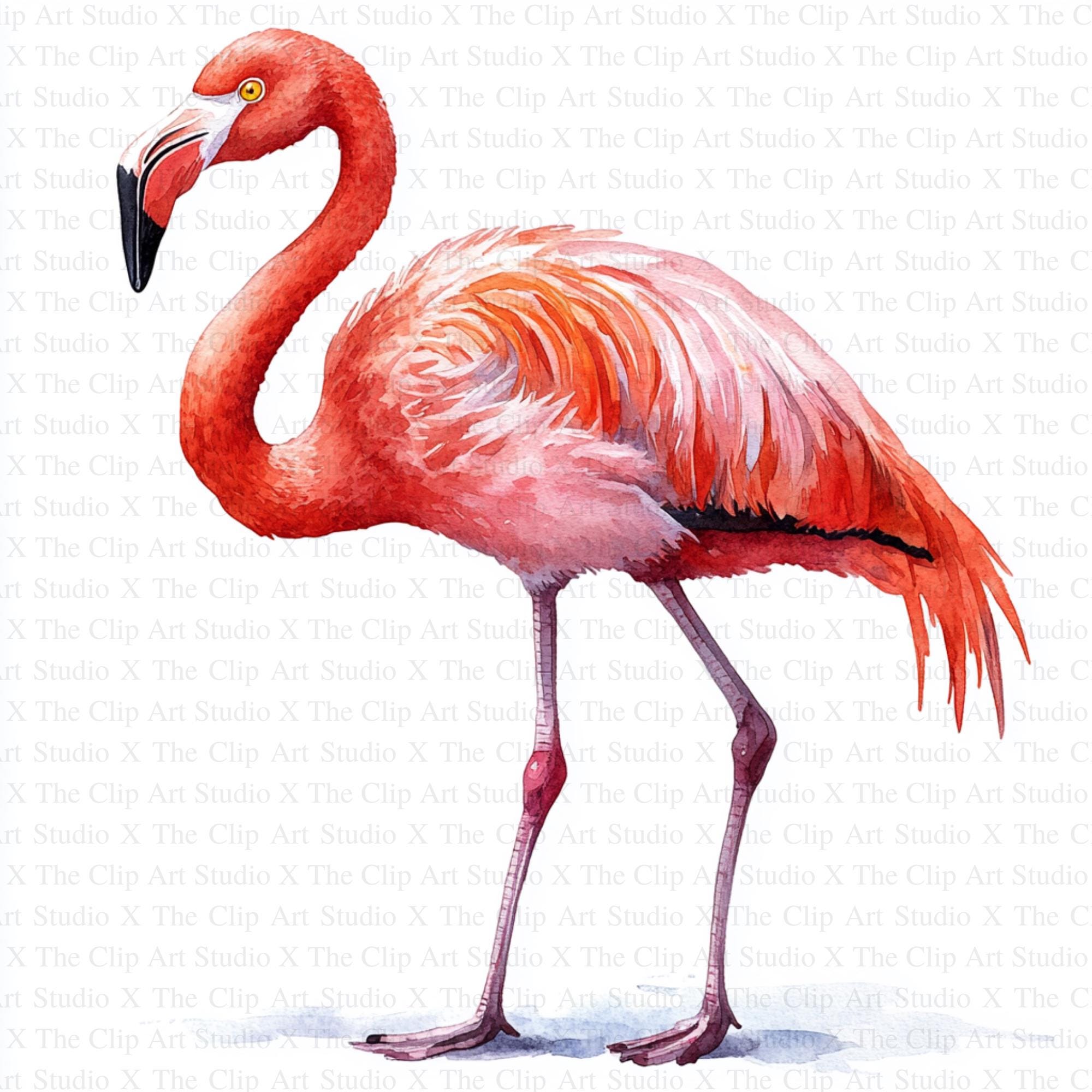 Flamingo Clipart | 10 High Quality Jpgs | Digital Download | Card ...