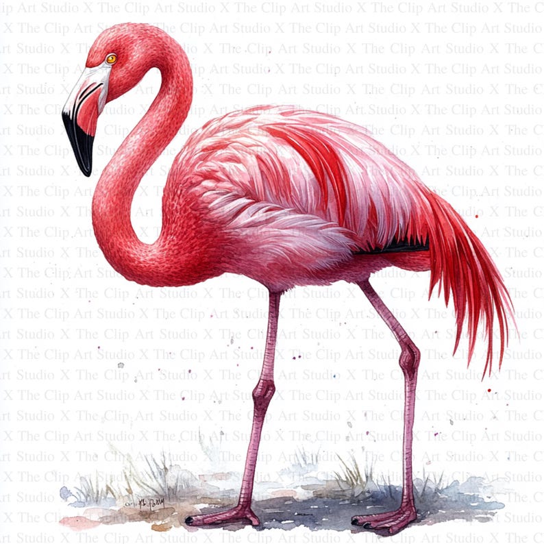 Flamingo Clipart | 10 High Quality Jpgs | Digital Download | Flamingo ...