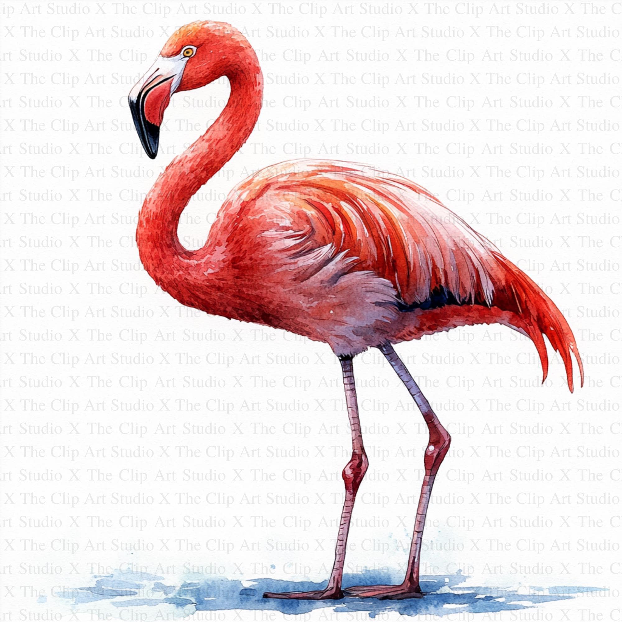 Flamingo Clipart 10 High Quality Jpgs Digital Download Card Making Clip ...