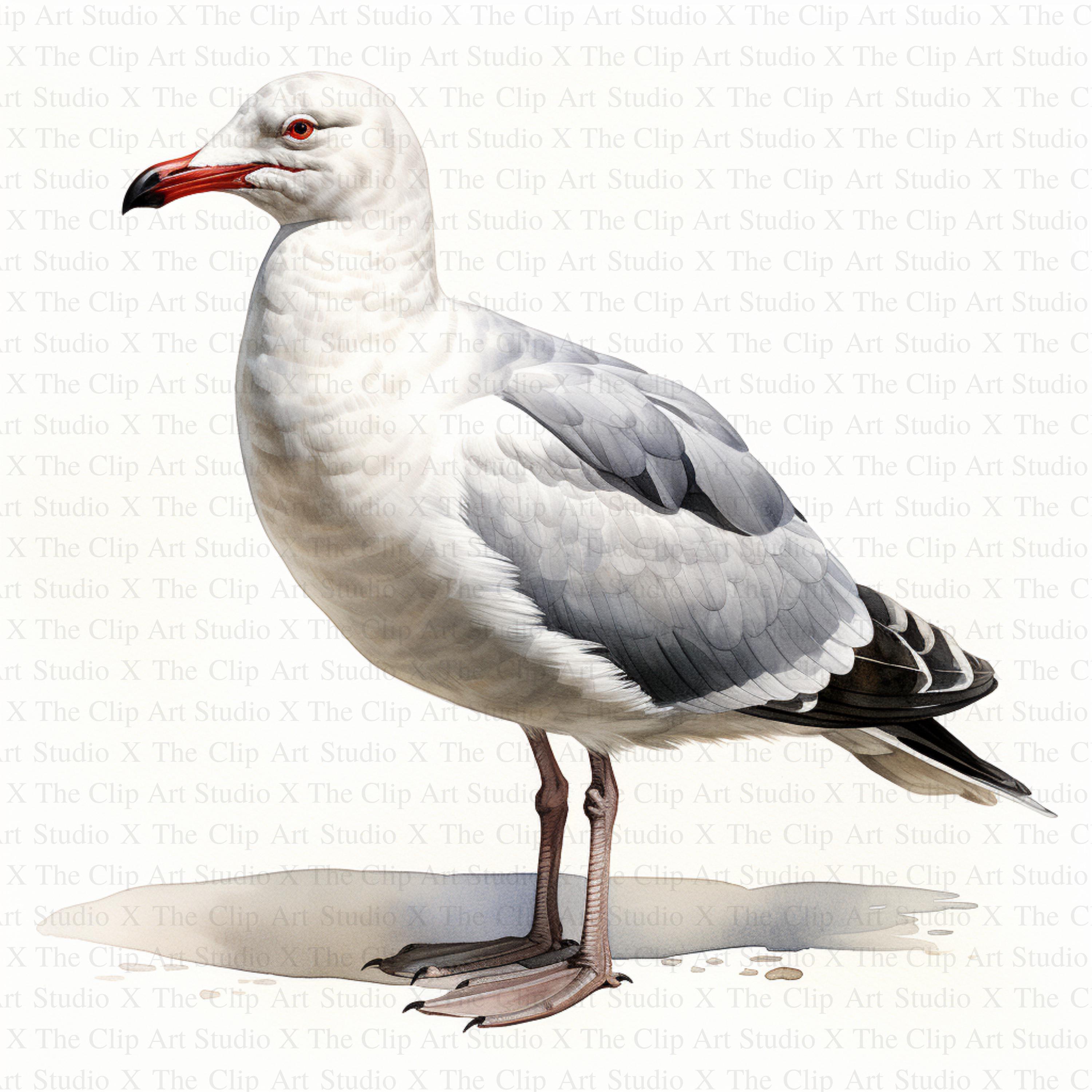 Seagull Clipart | 10 High Quality Jpgs | Digital Download | Junk ...