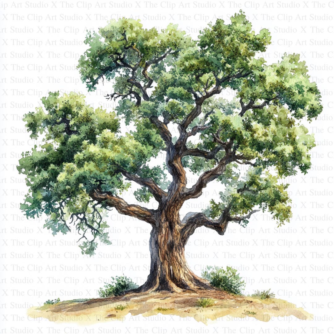 Watercolor Oak Trees Clipart | 10 High Quality Jpgs | Digital Download ...