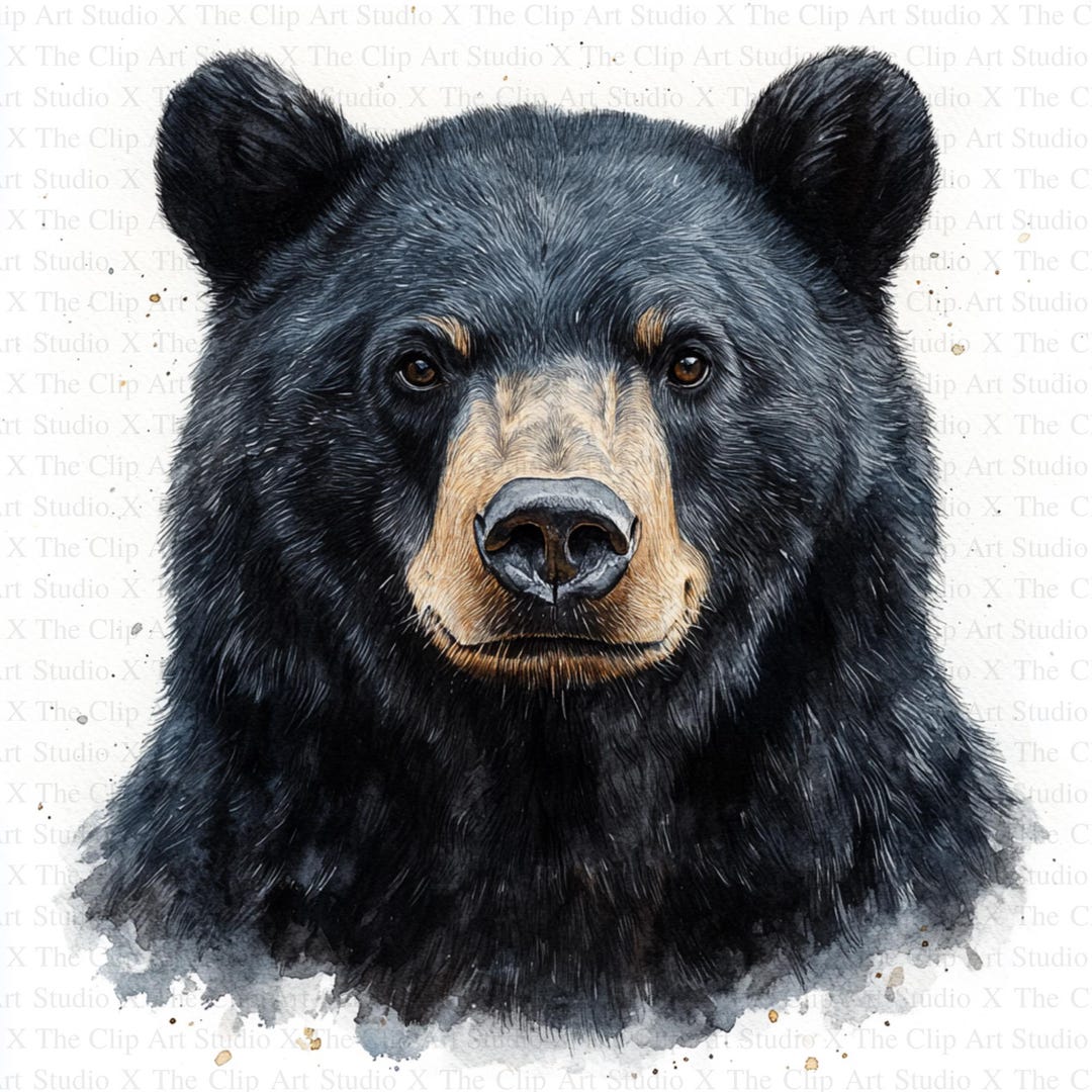 Watercolor Black Bear Clipart | 10 High Quality Jpgs | Digital Download ...