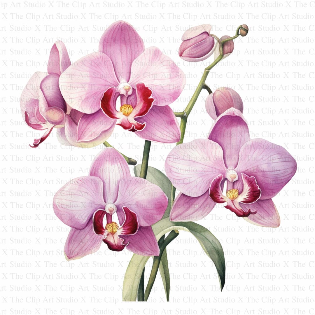 Orchid Clipart | 10 High Quality Jpgs | Digital Download | Card Making ...