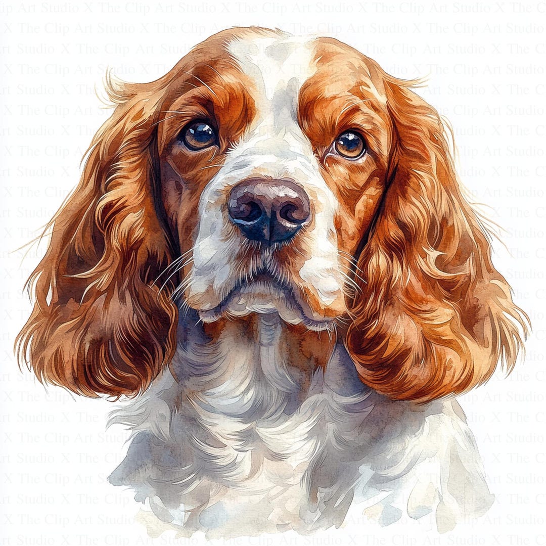 Cocker Spaniel Clipart | 10 High Quality JPG | Digital Download | Paper ...