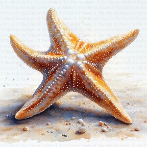 Starfish Clipart | 10 High Quality Jpgs | Digital Download | Card ...